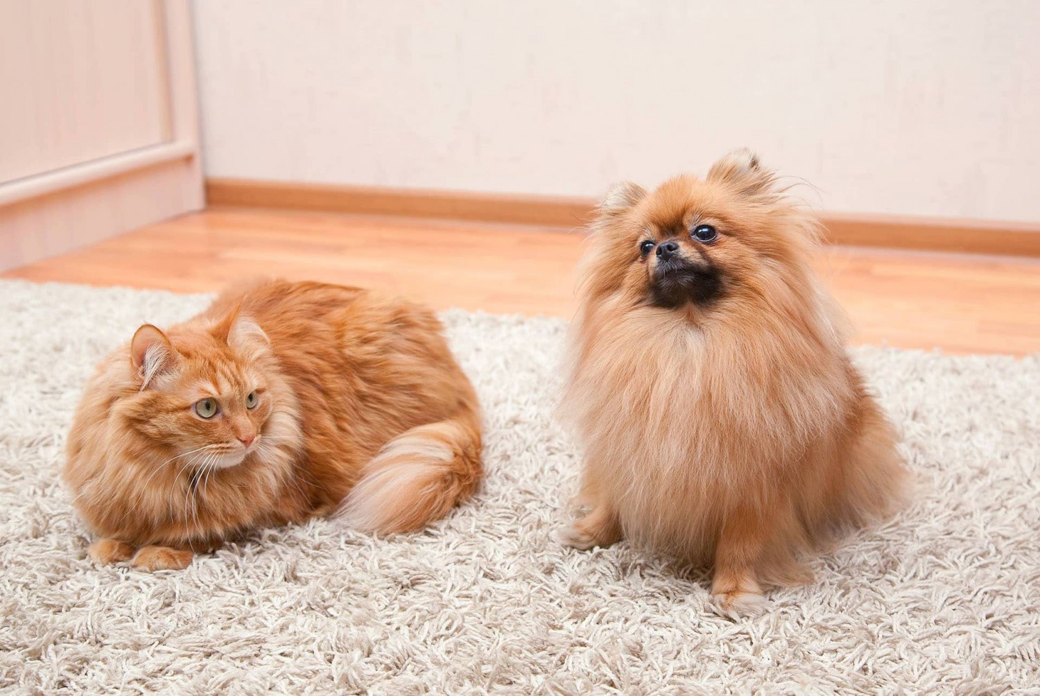 Best Pet-Friendly Rugs: A Guide For Dogs & Cats Owners (2022)